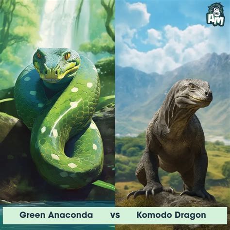 Komodo Dragon Predator Prey Interactions Fights And Aggressive