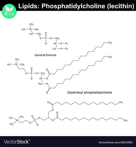 Lecithin Molecular Structure Royalty Free Vector Image