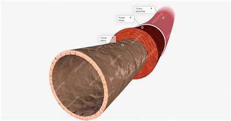 Premium Photo The Endothelium Is Part Of The Tunica Intima The