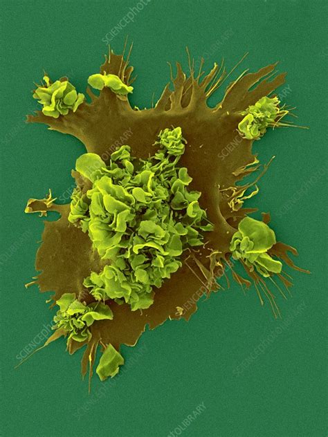 Human Dendritic Cell Sem Stock Image C032 0569 Science Photo Library