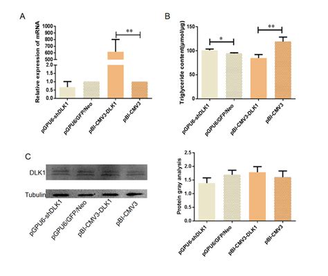 Effect Of Rna Interference And Overexpression On Mrna Protein