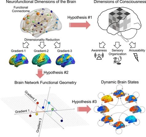Geometry Of Brain Dimensions Of Mind Geometry Matters