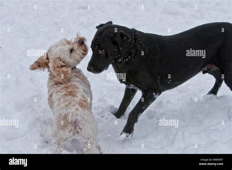 Black Labrador Retriever And Cockapoo Playfighting In The Snow Stock