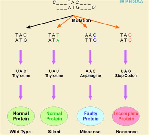 Difference Between Point Mutation And Frameshift Mutation Definition Types Features