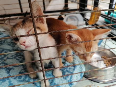 Stray Cats For Adoption Near Tomas Morato Qc R Classifiedsph