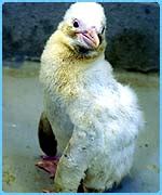 Cbbc Newsround Animals Snowdrop The Penguins One In A Million