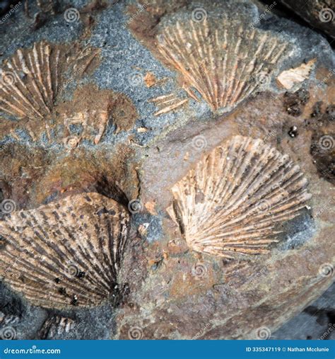 Multiple Fossils Embedded In Smooth Stone On White Background With Negative Space For Copy