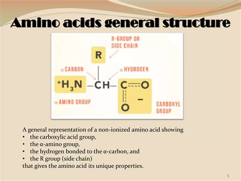 Amino Acids Structures Physical And Chemical Properties Groups