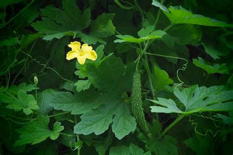 つる覆ふ 日除けのゴーヤ 実をつけて by chigiumi ID11286084 写真共有サイト PHOTOHITO