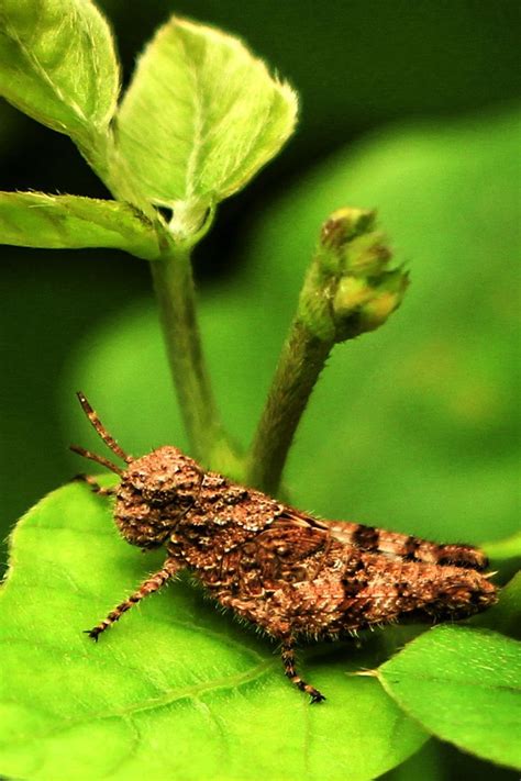 Pygmy Grasshopper Insect Photography Grasshopper Bioactive Vivarium