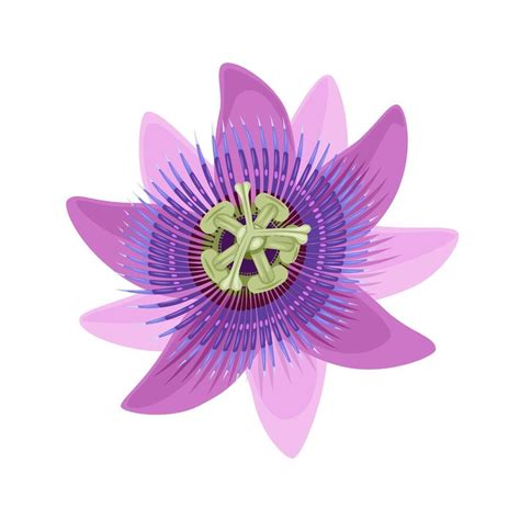 Vector Illustration Passion Fruit Flower Isolated White Background 38360242 Vector Art At