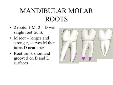 Permanent Mandibular Molars Ppt Video Online Download