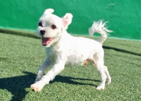 말티즈푸딩 강아지책임분양 컴투펫케어센터