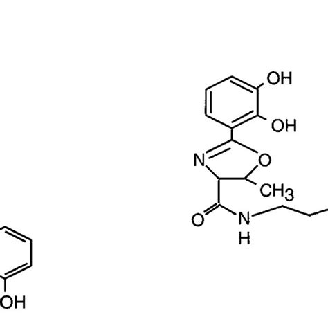 Structure Of The Catechol Siderophores Enterobactin And Vibriobactin 17 Download Scientific