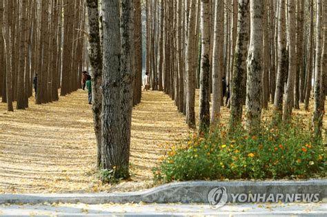 줄지어 선 은행나무 연합뉴스