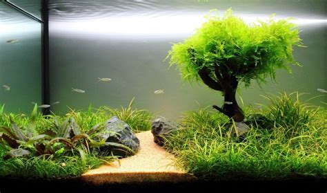 Freshwater Tropical Plants