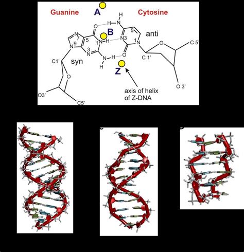 Unraveling The Code DNA And Genes Answer Key Revealed