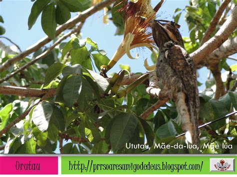 Prrsoares Urutau Mãe Da Lua Mãe Lua Ghost Bird Ave Fantasmanyctibius Griseus