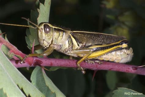 Two Striped Grasshopper Melanoplus Bivittatus Hopperwiki
