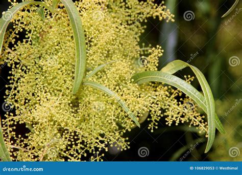 Searsia Lancea Karee Tree African Sumac Willow Rhus Stock Image Image Of Tree Linear