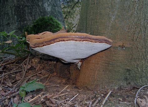 Same Ganoderma I Learned Different Angle [oc] R Mushroomporn