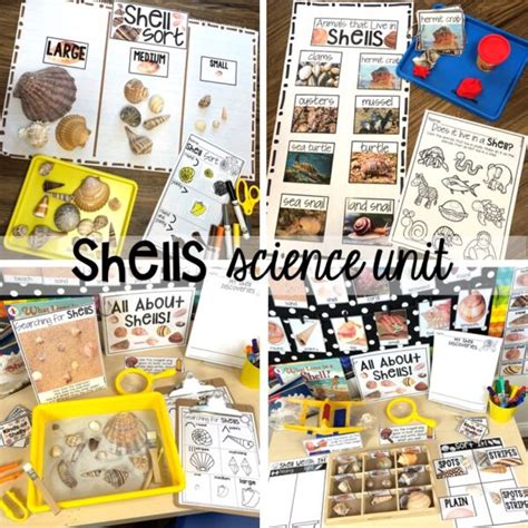 All About Shells Science For Little Learners Preschool Pre K And