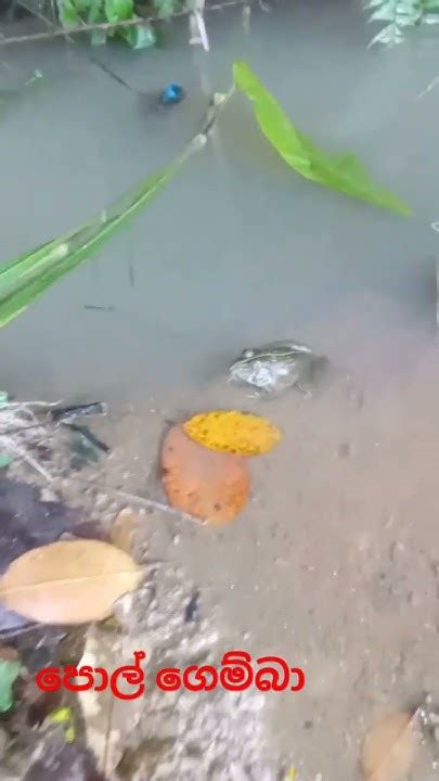 පොල් ගෙම්බා ️🔔👍🇱🇰 Youtube