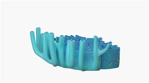 Endoplasmic Reticulum 3d Model By Esfey
