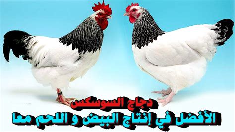 سلالة دجاج السوسيكس🐓 بيض غزير و أوزان كبيرة 💥مشروع تربية الدجاج البلدي