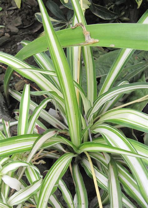 Spider Plant Spider Evy Ribbon Plant Angiospermworld