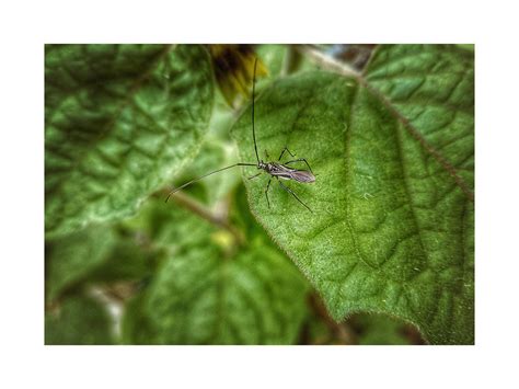 Its A Small Bug By Wen1ci On Deviantart