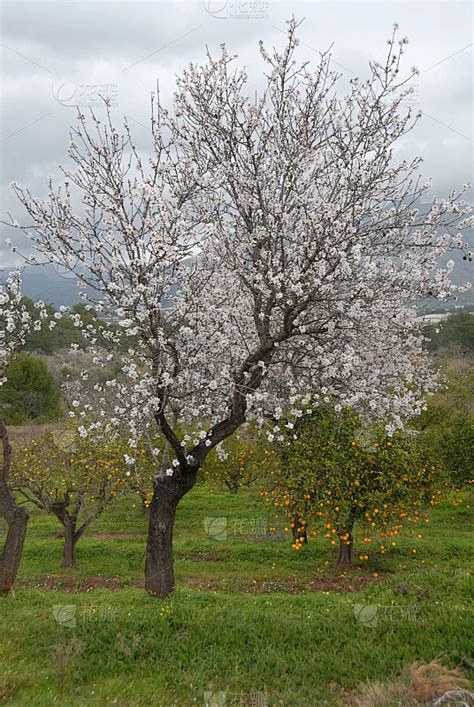 西班牙的杏花素材 花瓣网