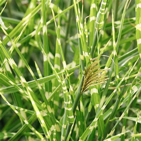 Miscanthus Sinensis Bandwidth Maiden Grass Siteone