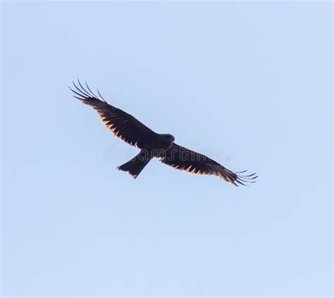 Eagle In Flight And Against The Sky Stock Image Image Of Blue