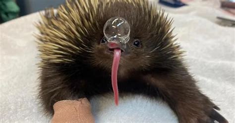 Echidnas Blow Snot Bubbles To Cool Down Those Bubbles Then Break Over