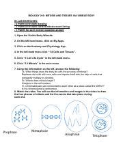 BIO 210 Lab 4 Mitosis And Tissues SP2021 Pdf BIOLOGY 210 MITOSIS AND TISSUES VIA VISIBLE BODY