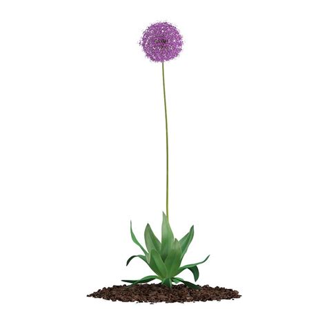 Allium Plant Allium Giganteum Allium Plant Giganteum Allium