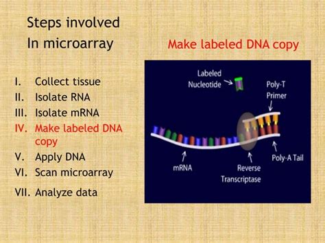 Microarray PPTX