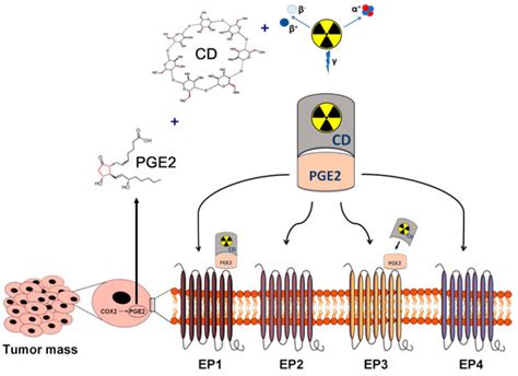Prostaglandin E2 Pge2 Targeting Radiolabelled Imaging Probes Encyclopedia Mdpi