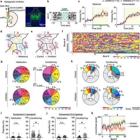 Optogenetic Inhibition Of The Acc Vmpfc And Bla Vmpfc Circuits A Download Scientific Diagram