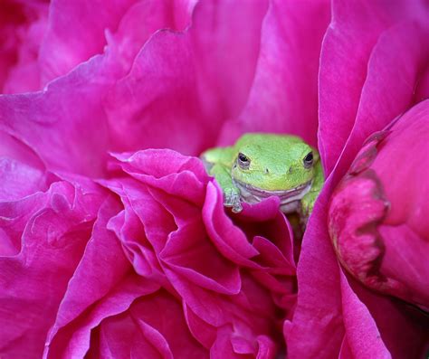 Pink Tree Frog