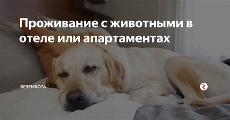 Проживание с животными в отеле или апартаментах ВЕЗЕМКОТА Дзен