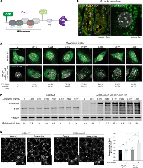 Antagonistic Interactions Among Structured Domains In The Multivalent