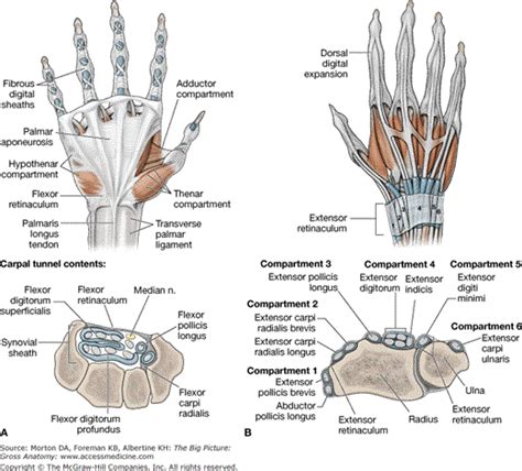 Extensor Retinaculum And Extensor Compartments Of The Hand