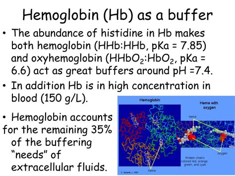 How Does Hemoglobin Buffer Blood At Matilda Chomley Blog How Does Hemoglobin Buffer Blood At Matilda Chomley Blog