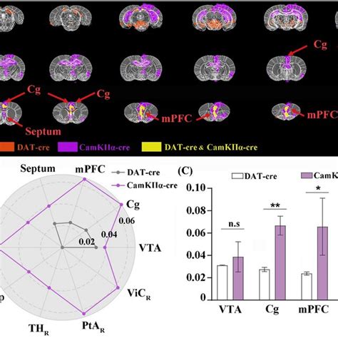 Responses Of The Bold Signals Following The Chemogenetic Activation Of Download Scientific