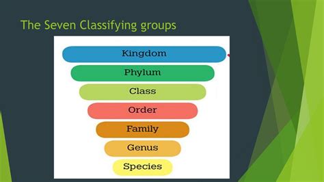 Snake Species And Classification Ppt Download