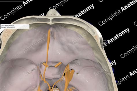 Olfactory Nerve Complete Anatomy