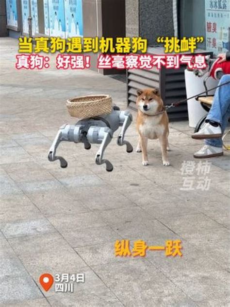 当真狗遇到机器狗“挑衅”，真狗：好强！丝毫察觉不到气息机器狗神奇动物高清1080p在线观看平台腾讯视频