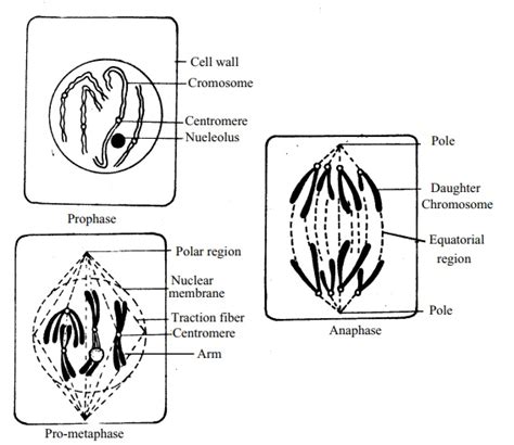 Metaphase Stage Of Mitosis Under Microscope Micropedia Hot Sex Picture